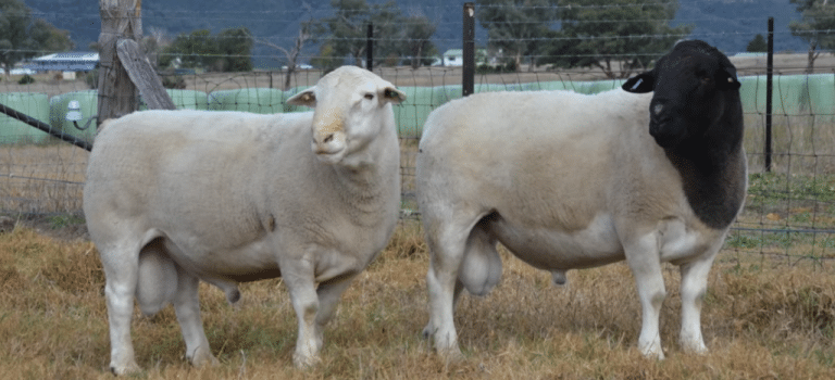 Dorper Sheep: Complete Guide to Characteristics, Care and Production ...