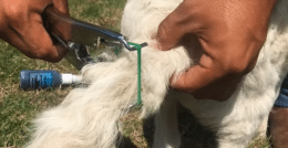 Tail Docking in Sheep (Descole): When, How and Why to Do It – OvinApp