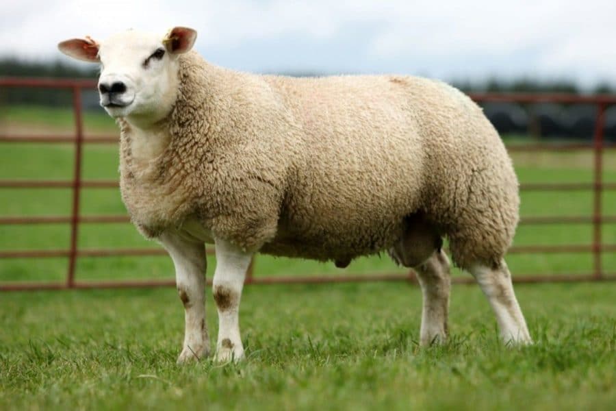 7 Razas De Ovinos De Producción De Carne Ovinapp