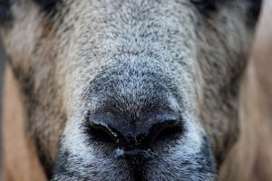 Nasal Bots in Sheep (Oestrus ovis): Clear Nasal Discharge, Symptoms and ...