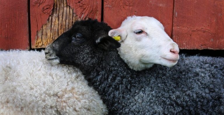 Nasal Bots in Sheep (Oestrus ovis): Clear Nasal Discharge, Symptoms and ...