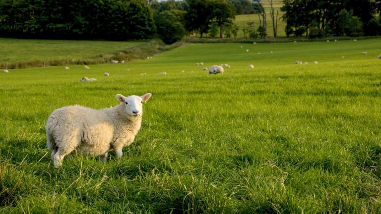 Tail Docking in Sheep (Descole): When, How and Why to Do It – OvinApp